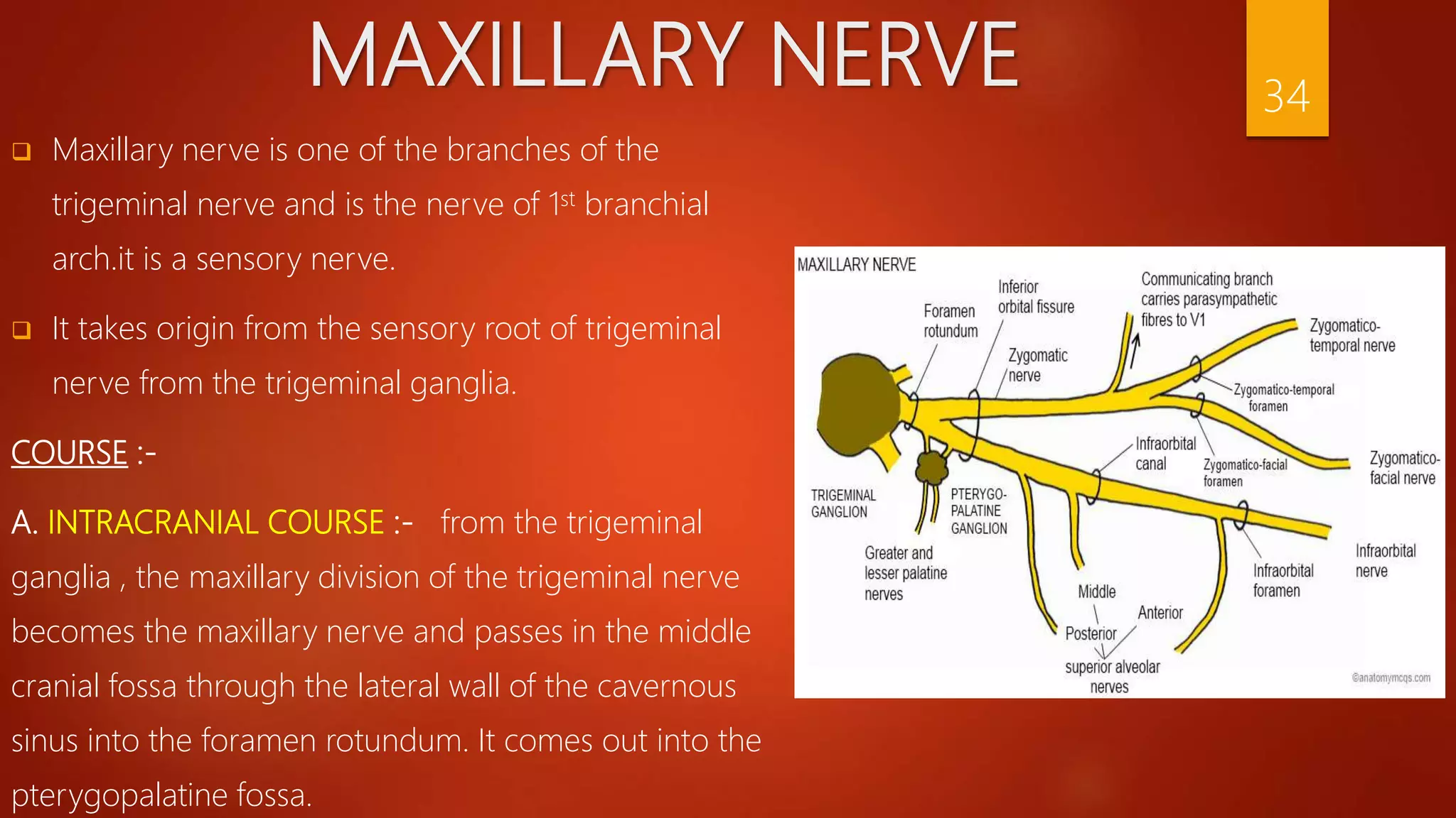Trigeminal nerve ppt | PPTX