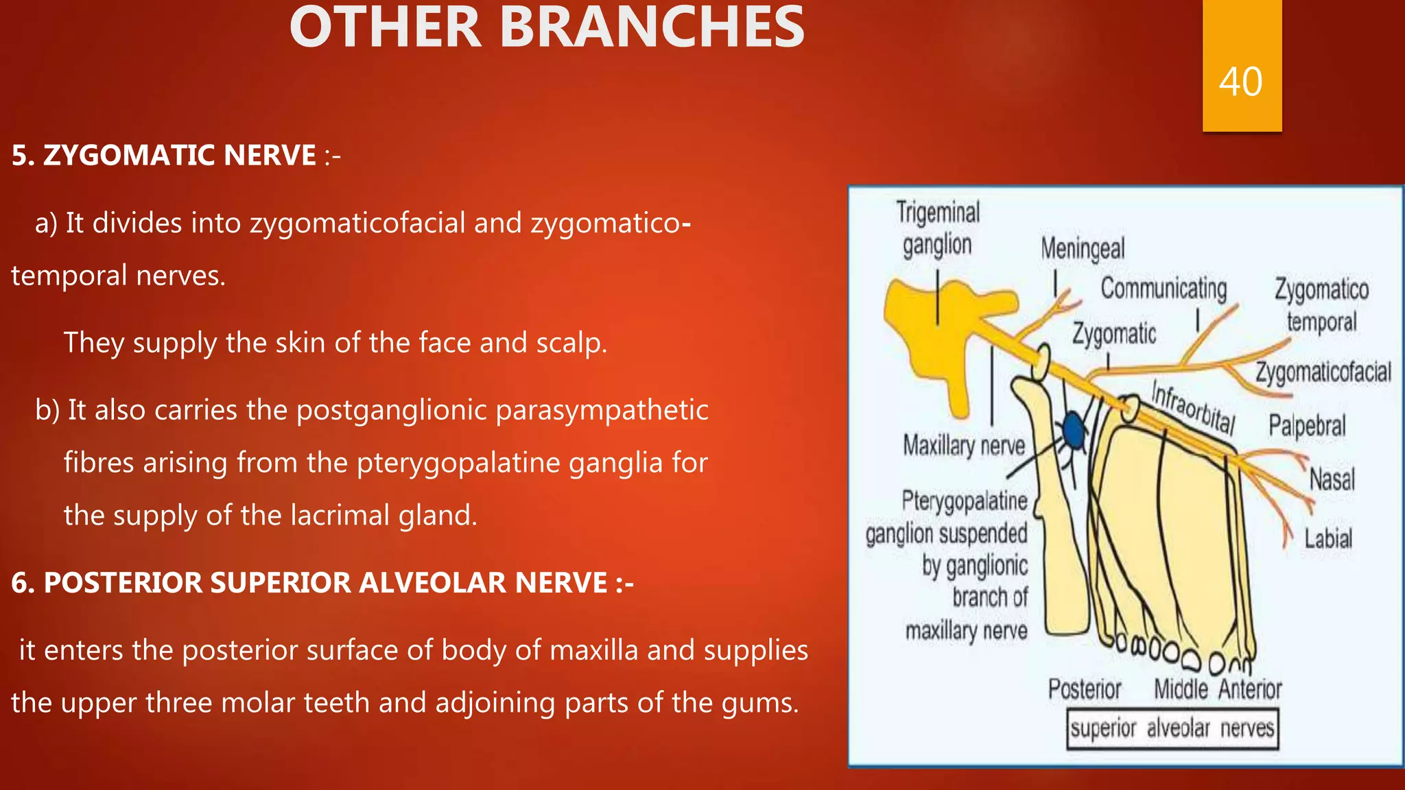 Trigeminal nerve ppt | PPTX