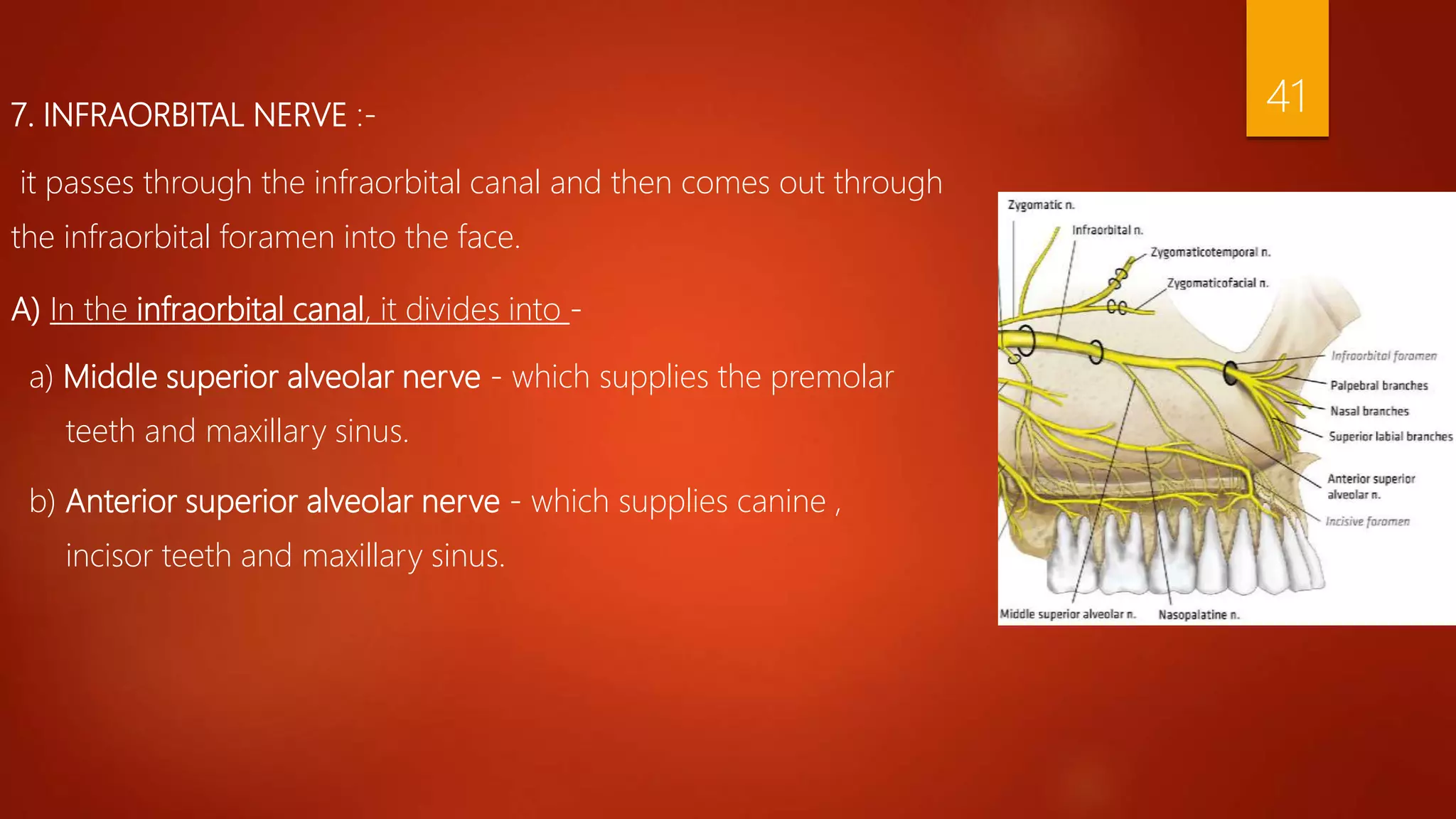 Trigeminal nerve ppt | PPTX