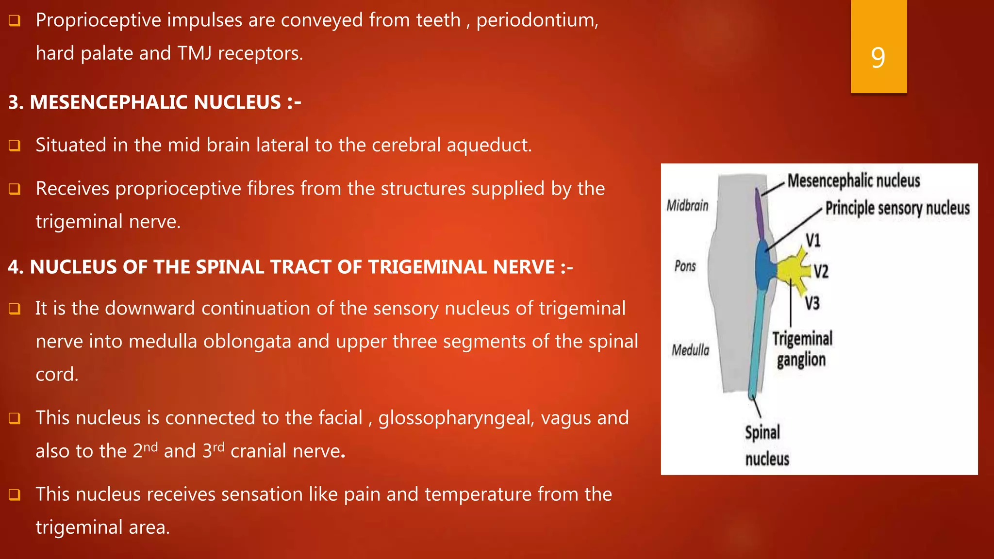 Trigeminal nerve ppt | PPTX