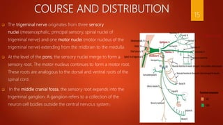 Trigeminal nerve ppt | PPTX