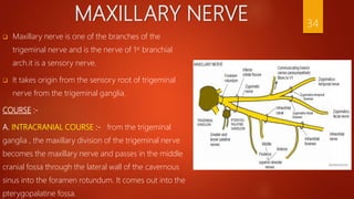 Trigeminal nerve ppt | PPTX
