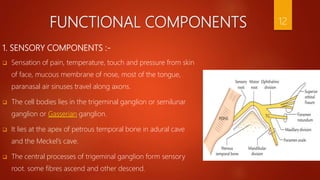 Trigeminal Nerve Function