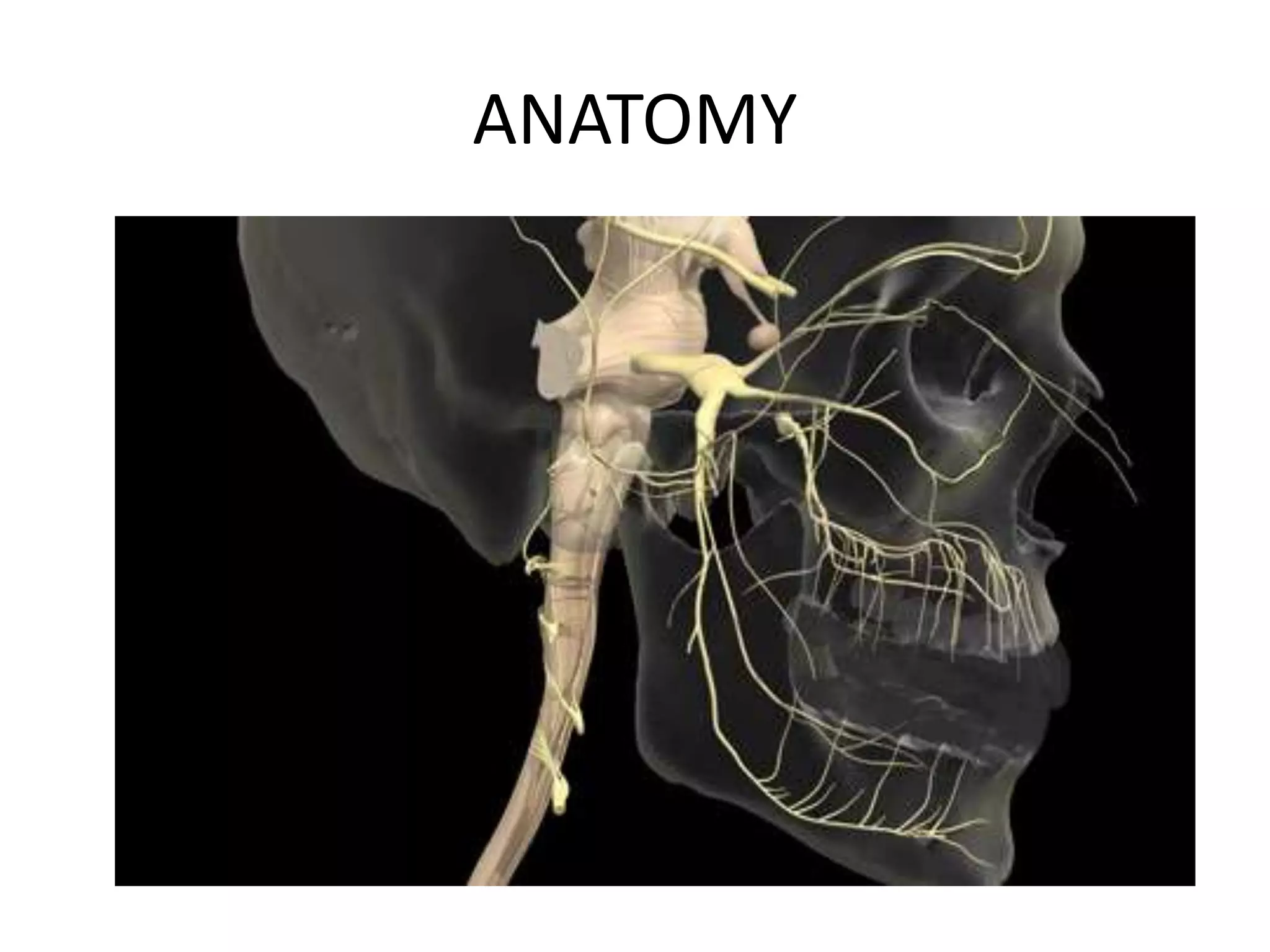 Trigeminal nerve | PPTX