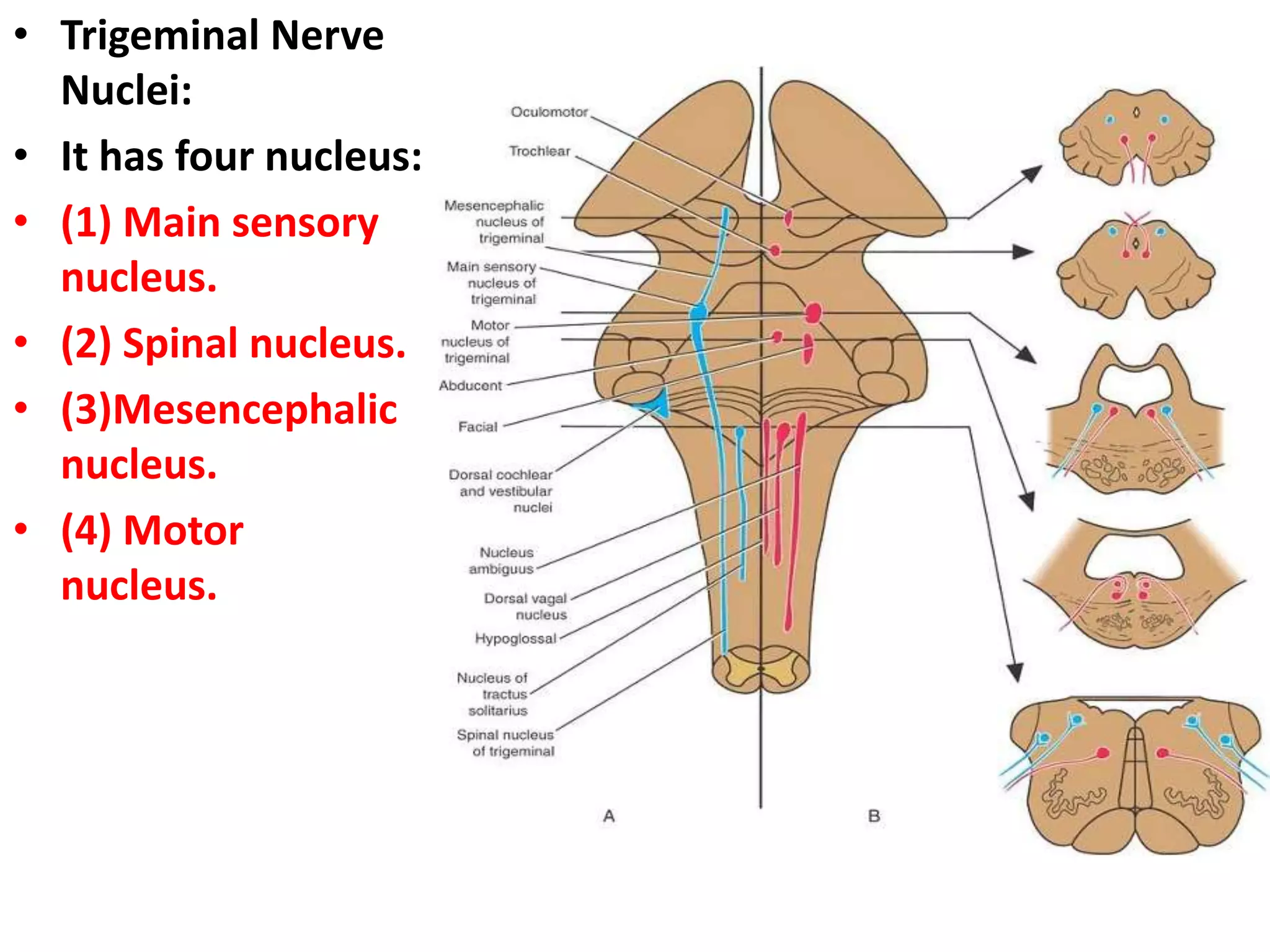 Trigeminal nerve | PPTX