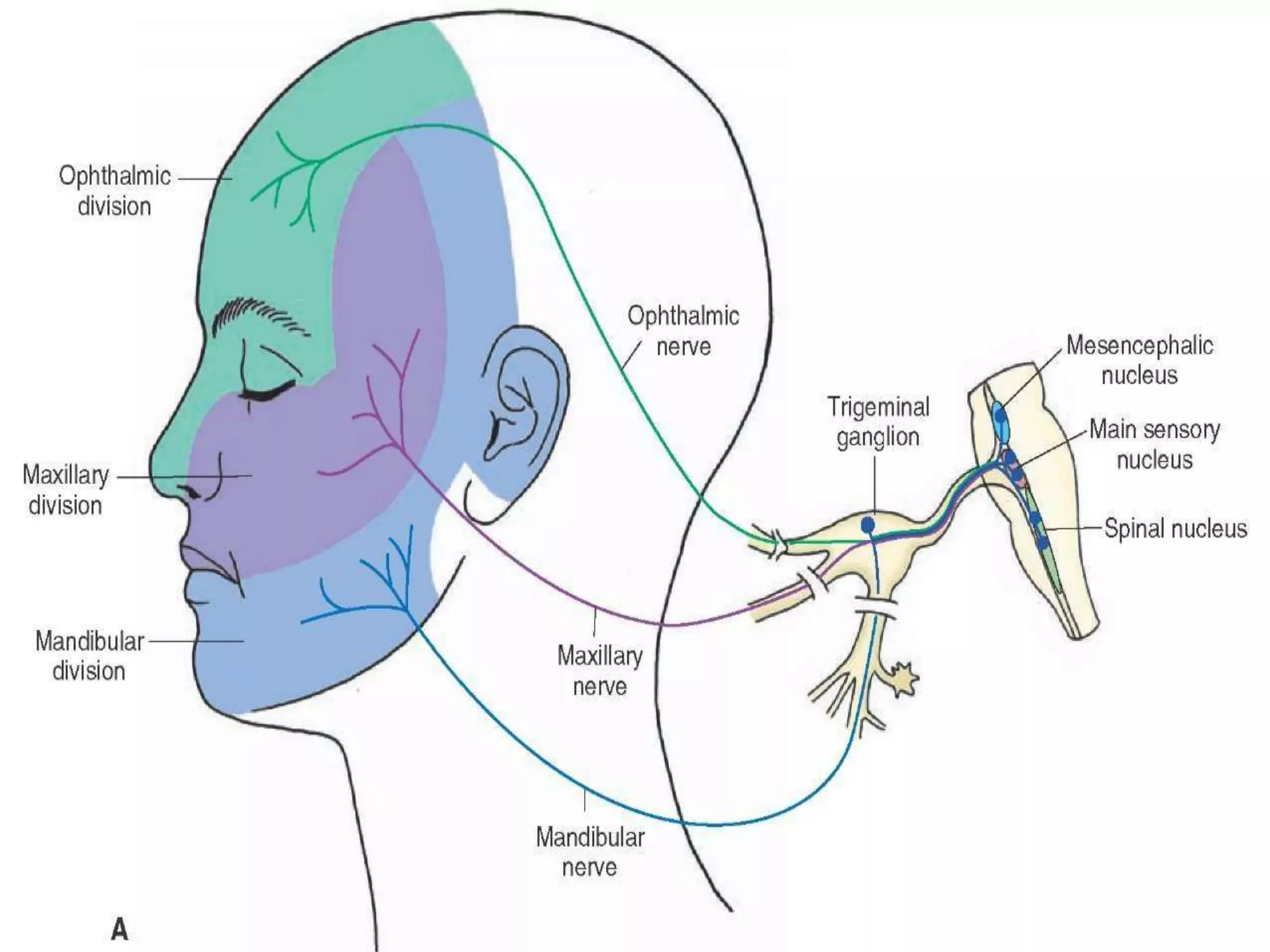 Trigeminal nerve | PPTX