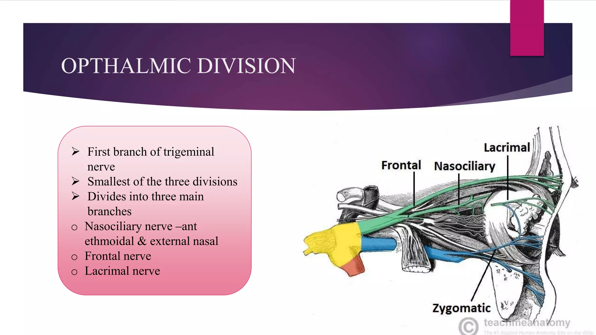 Trigeminal nerve | PPTX