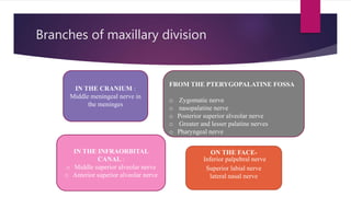 Trigeminal nerve | PPTX