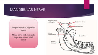 Trigeminal nerve | PPTX