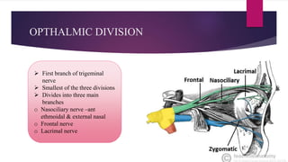 Trigeminal nerve | PPTX