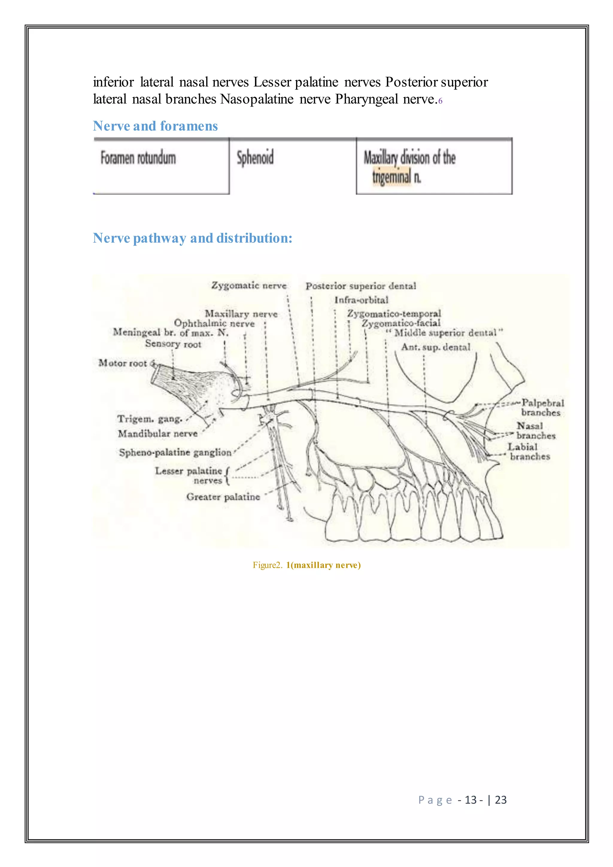 Trigeminal nerve the maxillary and the mandibular branches1 | PDF