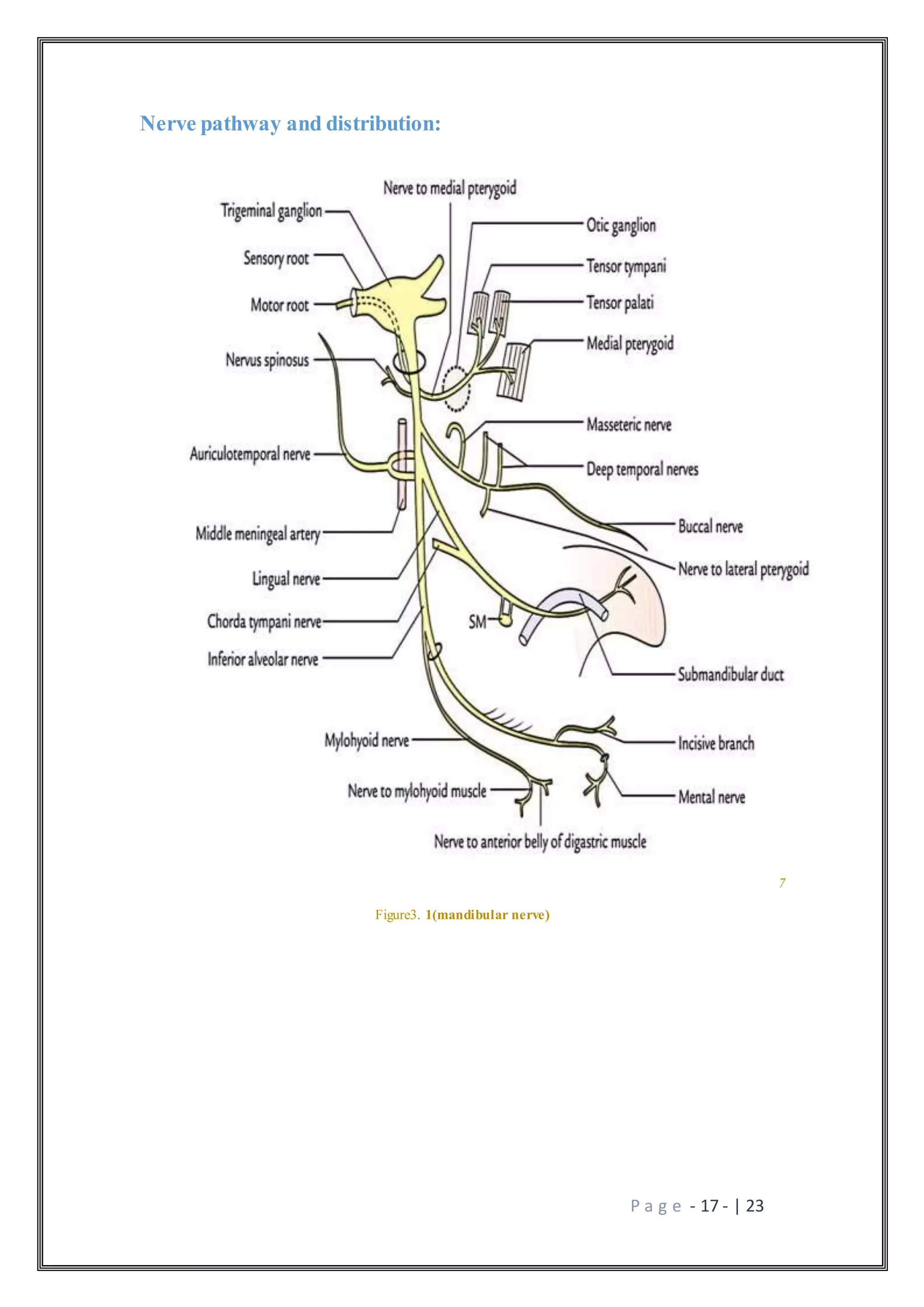 Trigeminal nerve the maxillary and the mandibular branches1 | DOCX ...