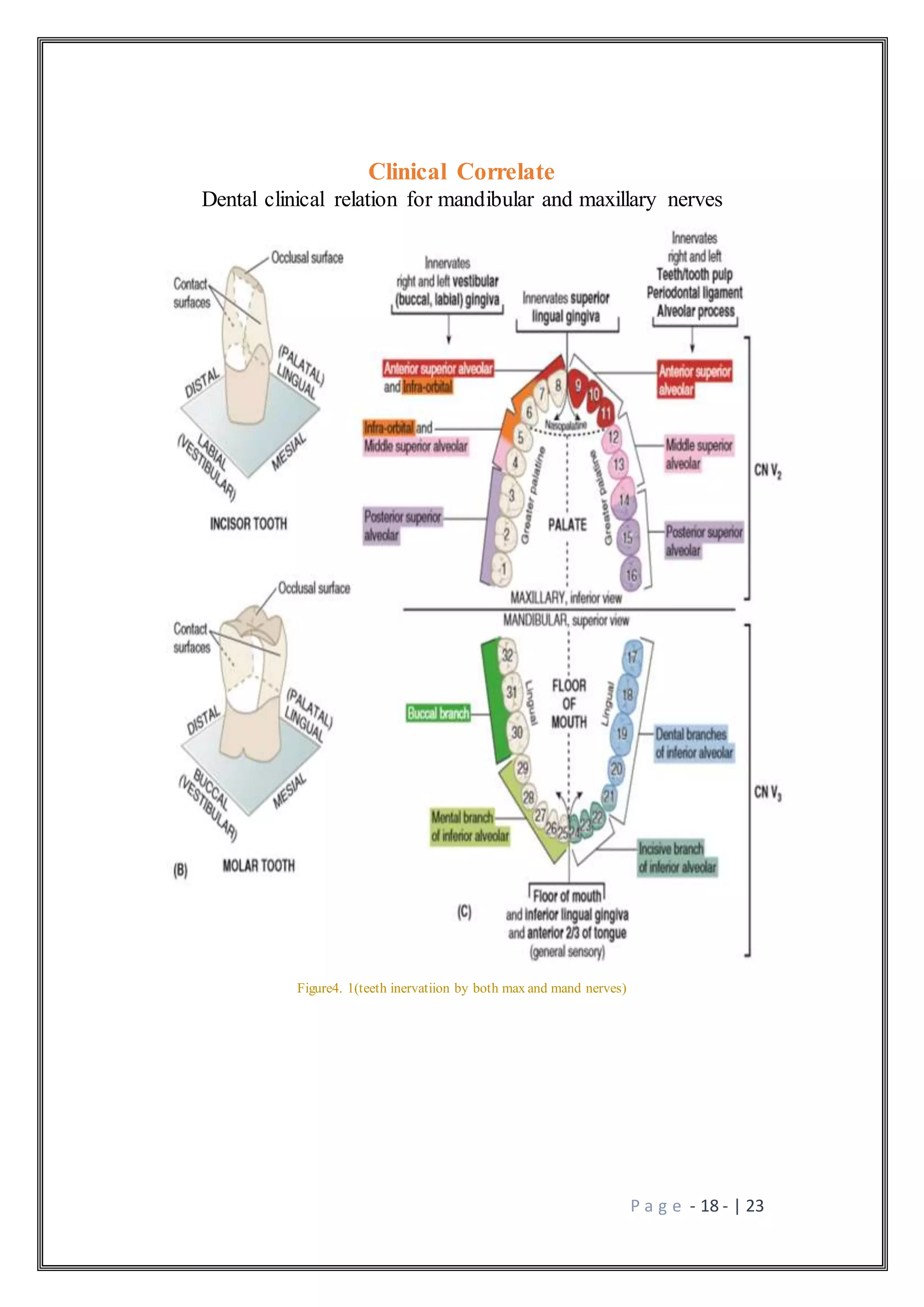 Trigeminal nerve the maxillary and the mandibular branches1 | DOCX ...