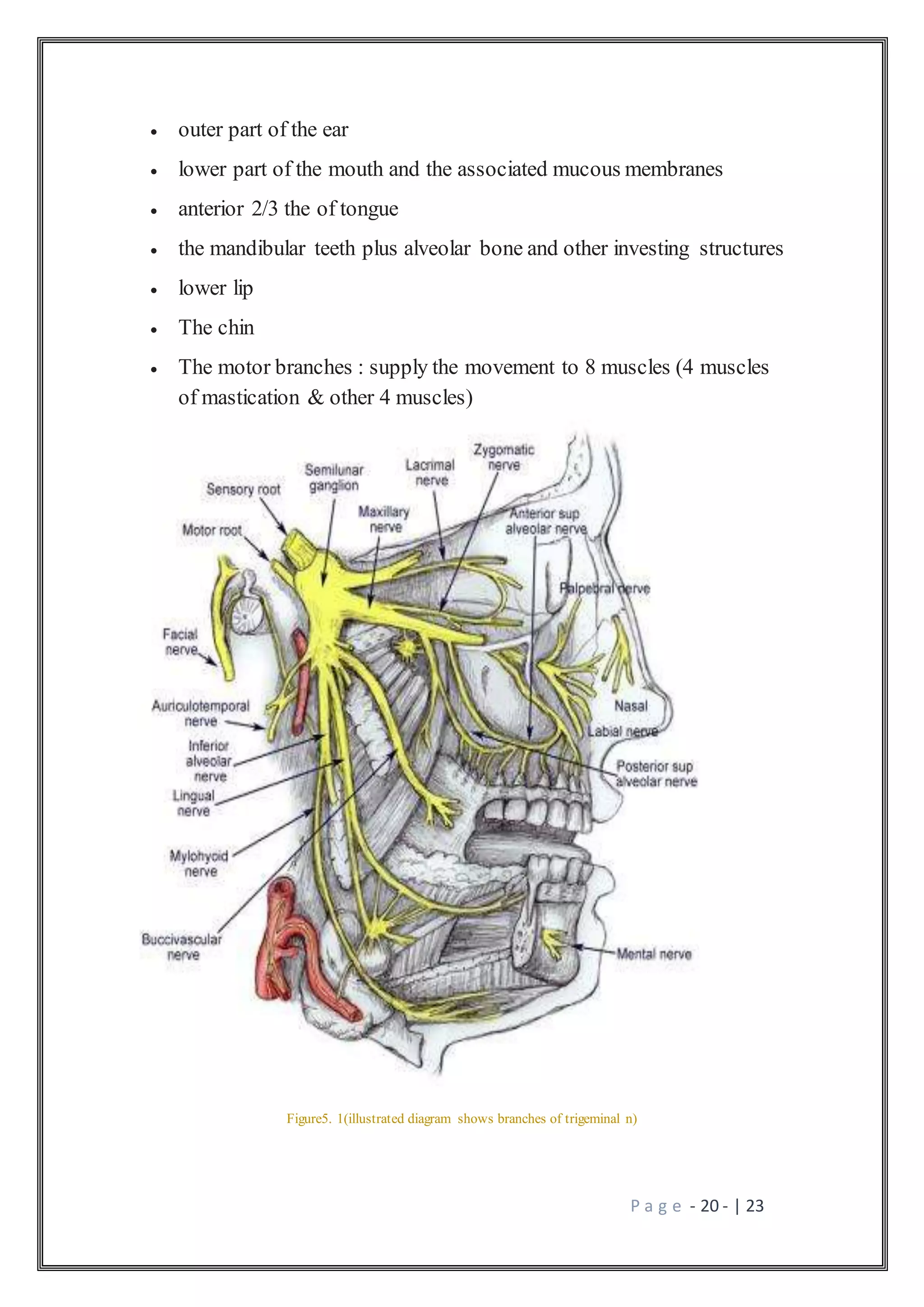 Trigeminal nerve the maxillary and the mandibular branches1 | DOCX ...