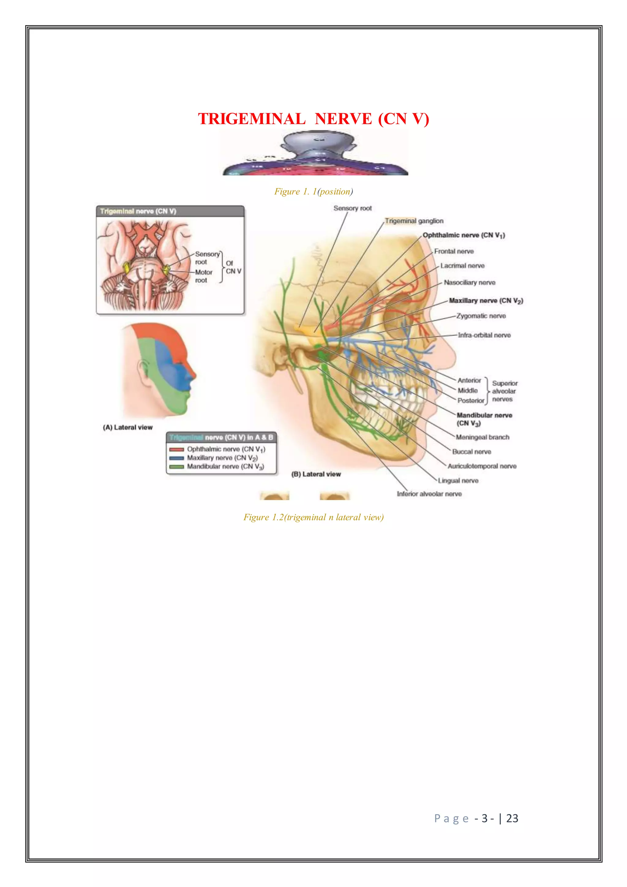 Trigeminal nerve the maxillary and the mandibular branches1 | DOCX ...