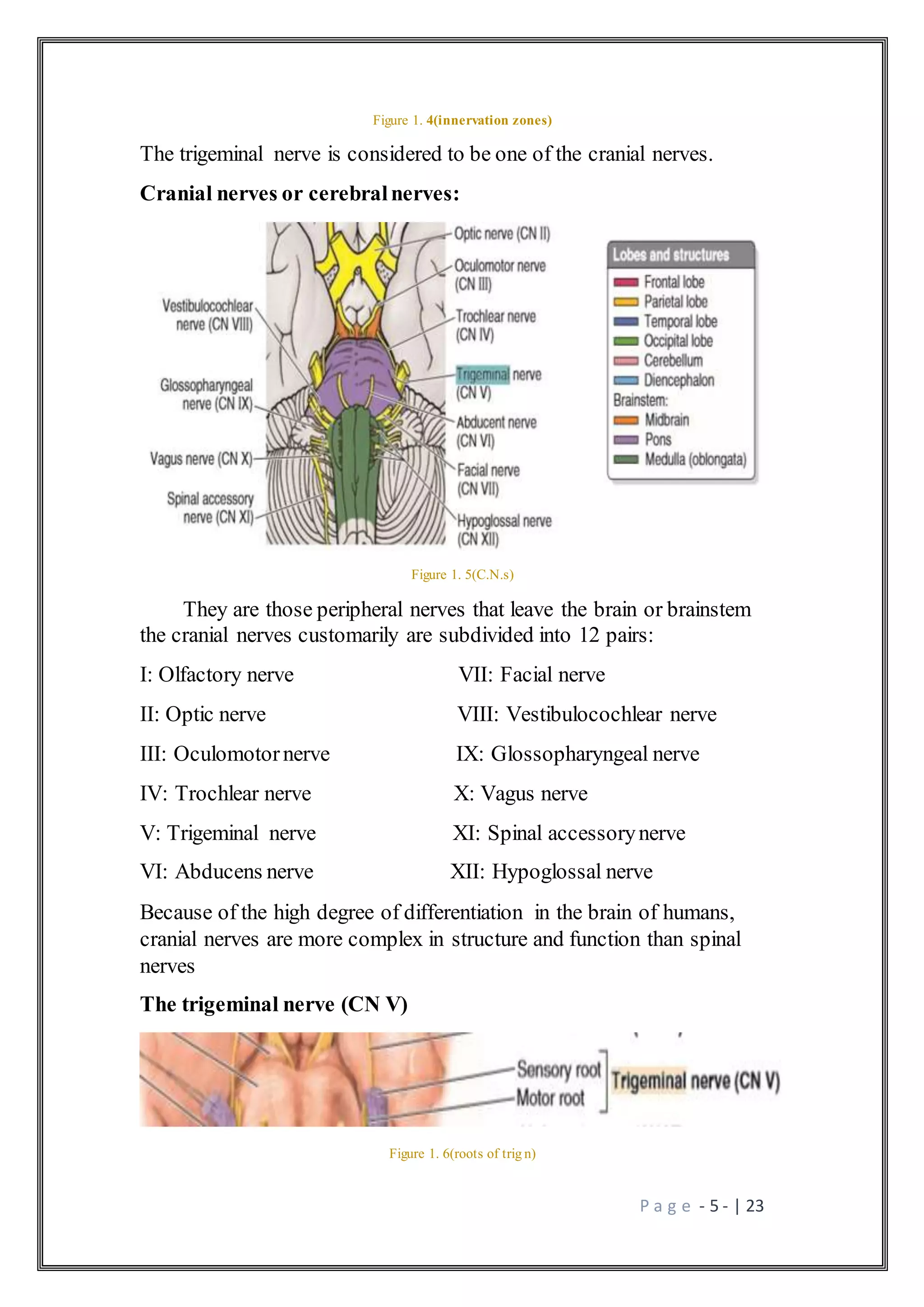 Trigeminal nerve the maxillary and the mandibular branches1 | DOCX ...