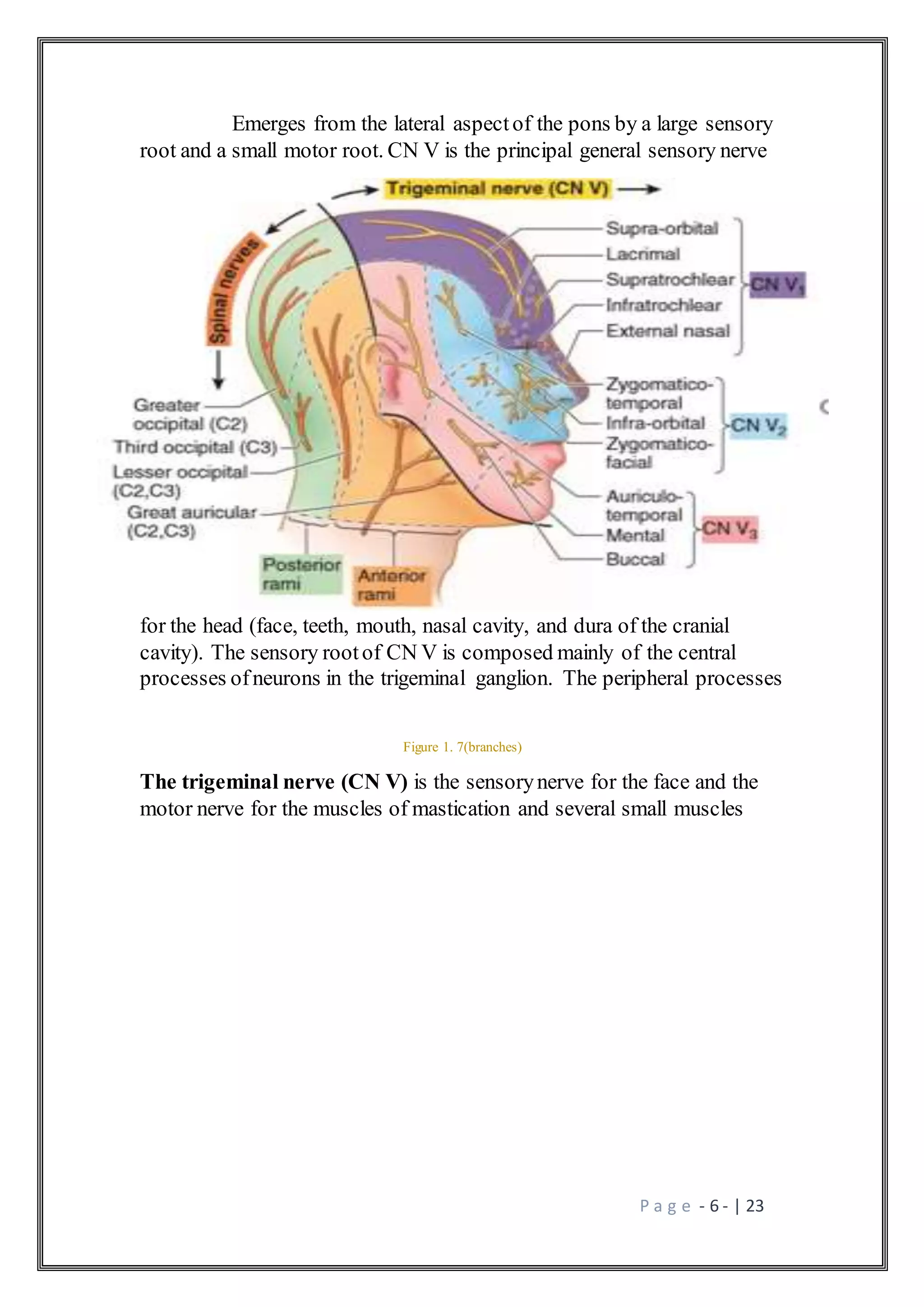 Trigeminal nerve the maxillary and the mandibular branches1 | DOCX ...