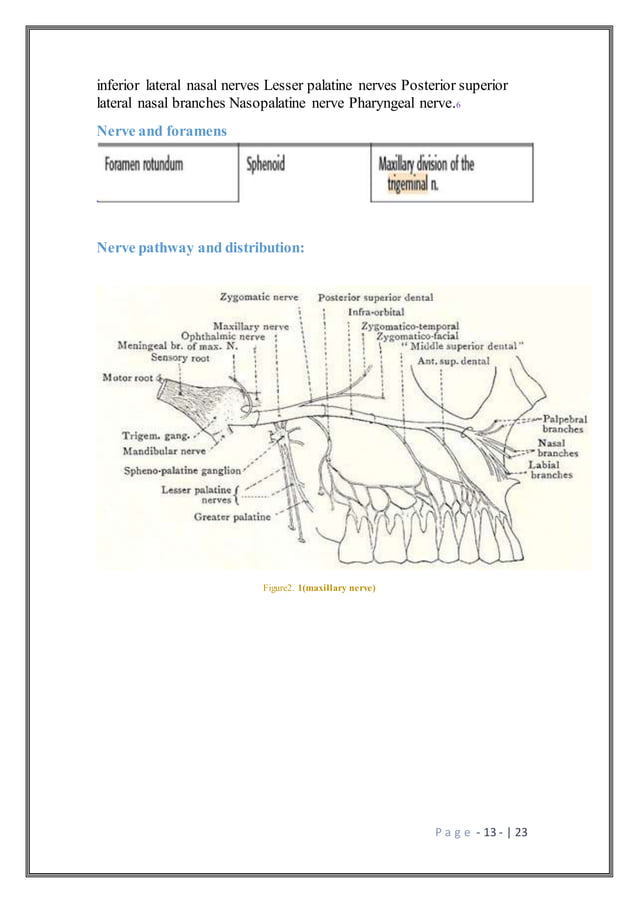 Trigeminal nerve the maxillary and the mandibular branches1 | DOCX ...