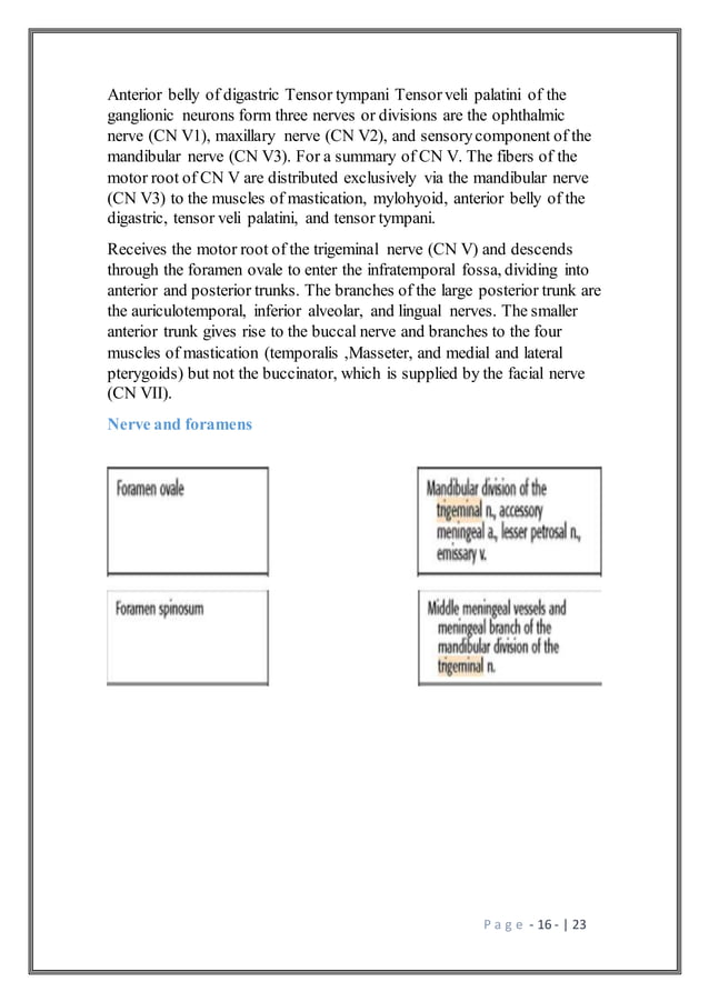 Trigeminal nerve the maxillary and the mandibular branches1 | DOCX ...