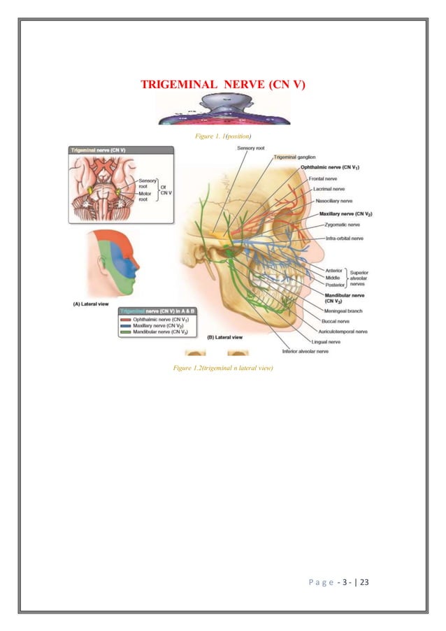 Trigeminal nerve the maxillary and the mandibular branches1 | DOCX ...