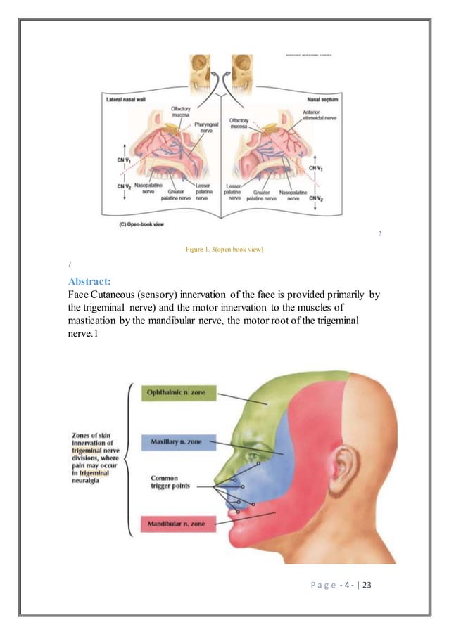 Trigeminal nerve the maxillary and the mandibular branches1 | DOCX ...