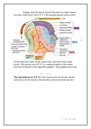 Trigeminal nerve the maxillary and the mandibular branches1 | DOCX