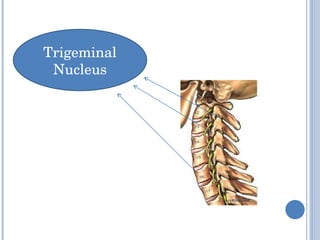 Trigeminal Neuralgia | PPT