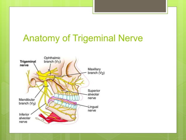 Trigeminal Neuralgia | PPT