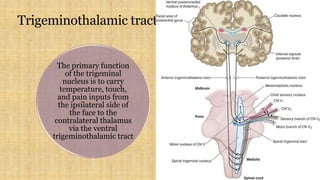 Trigeminal neuralgia | PPT