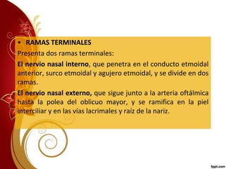 Trigemino | PPTX