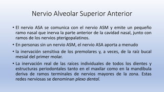 Ramas principales y secundarias trigemino | PPTX