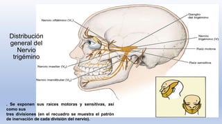 Ramas principales y secundarias trigemino | PPTX