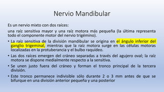 Ramas principales y secundarias trigemino | PPTX