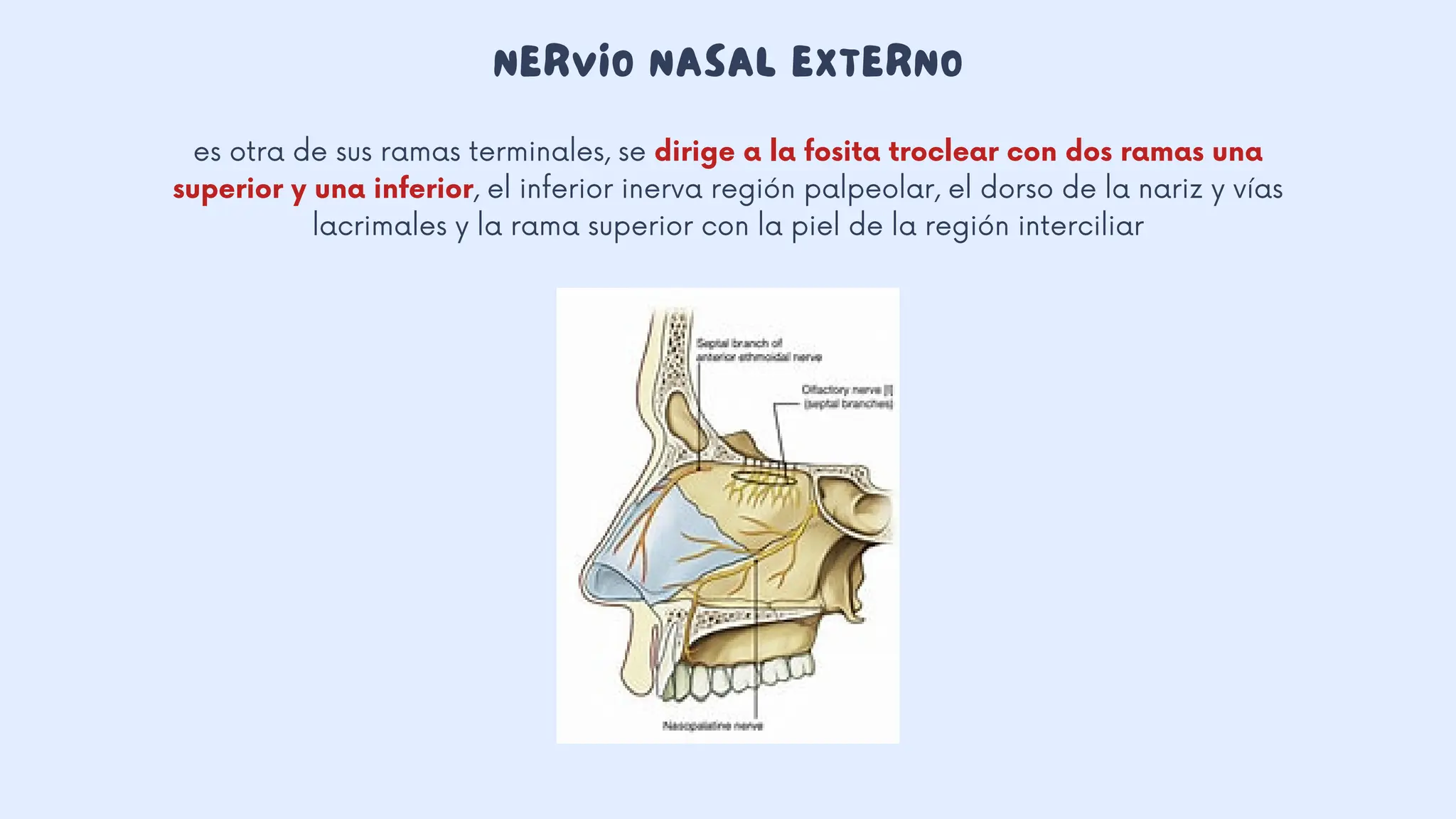 presentacion sobre el par craneal numero 5 | PDF