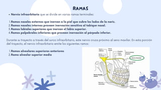 presentacion sobre el par craneal numero 5 | PDF