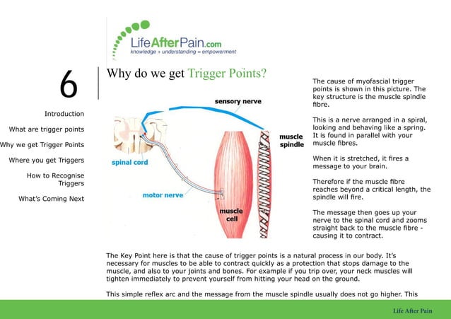 Trigger Point Manual | PDF