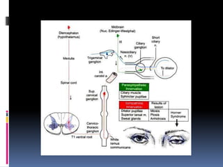 Case: Hemisection of The Spinal Cord | PPTX