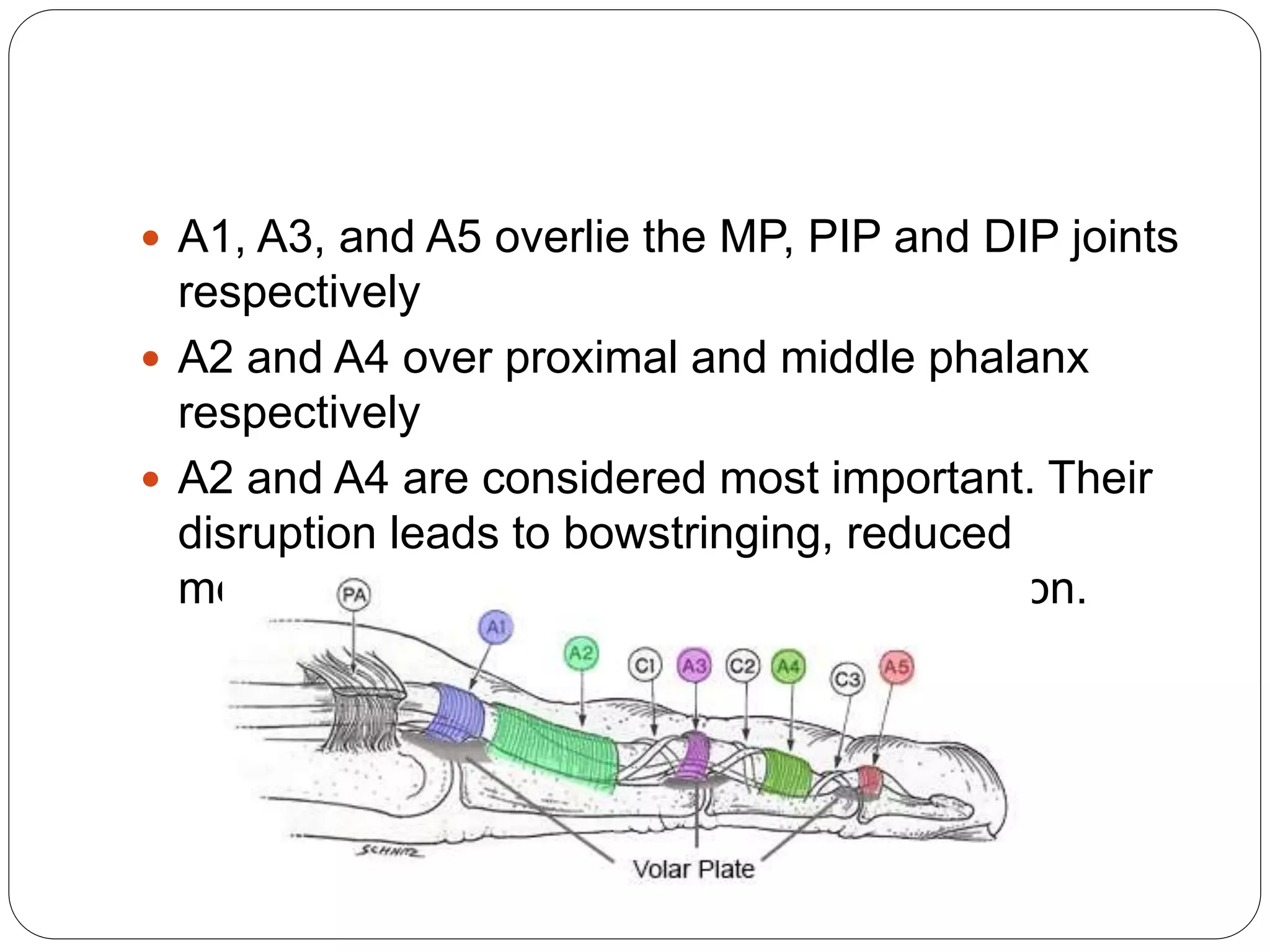 Trigger finger - adult and congenital | PPTX