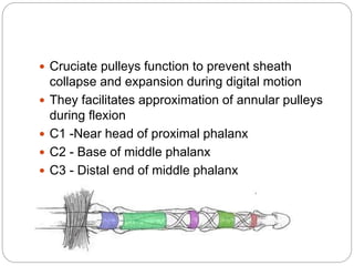 Trigger finger - adult and congenital | PPTX