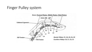 Trigger Finger - with glucocorticoid injection | PPT