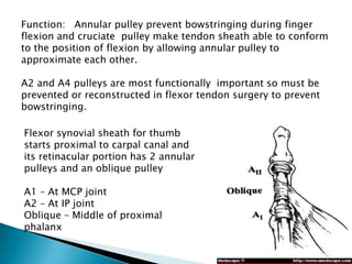 Trigger finger final | PPTX