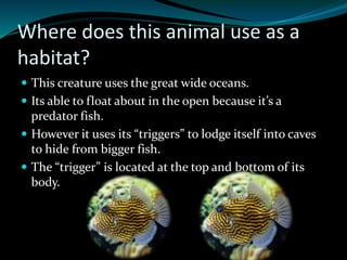 Trigger fish | PPT
