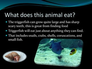 Trigger fish | PPT