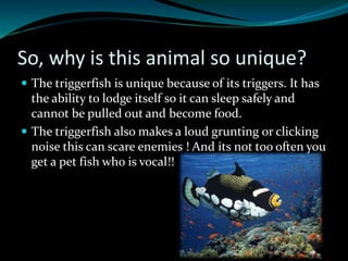 Trigger fish | PPT