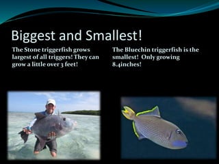 Trigger fish | PPTX