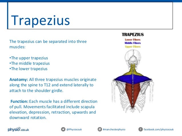Trigger point presentation workshop 01.04.17
