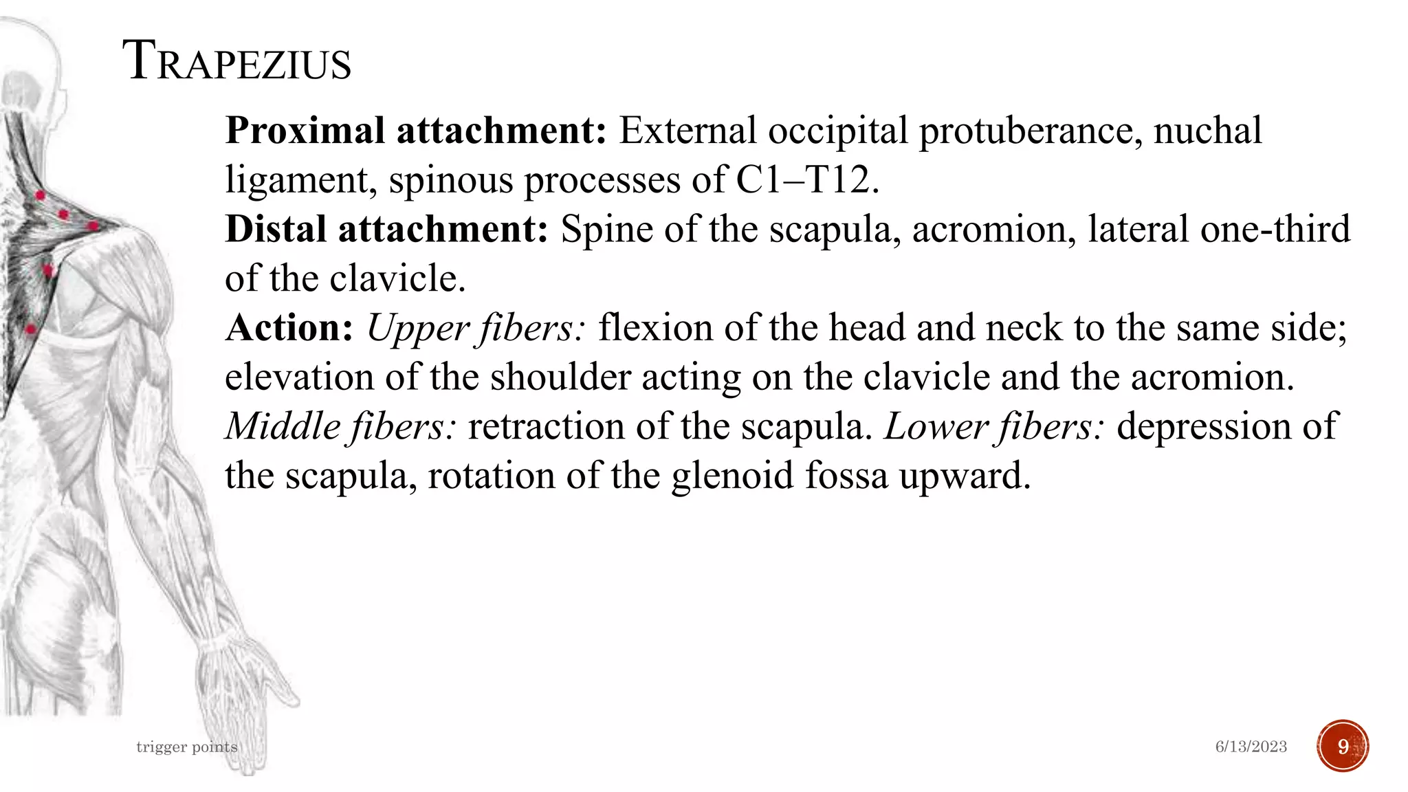 Trigger point therapy .pptx