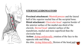 Trigger point therapy .pptx