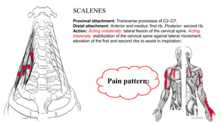 Trigger point therapy .pptx