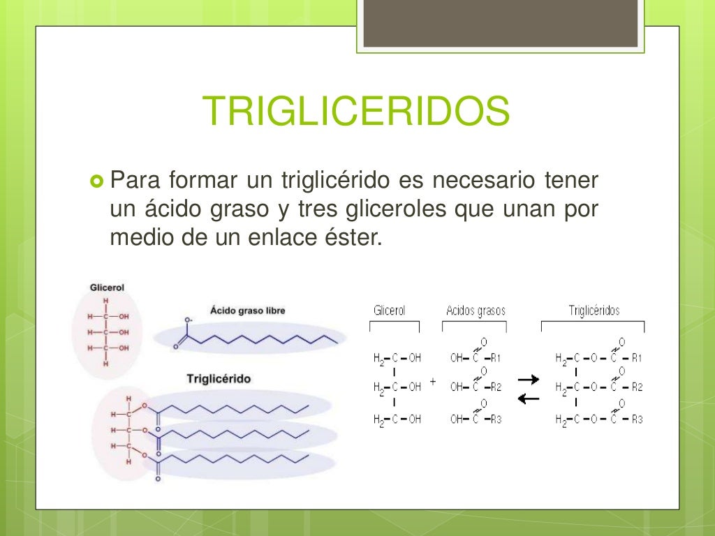 Trigliceridos